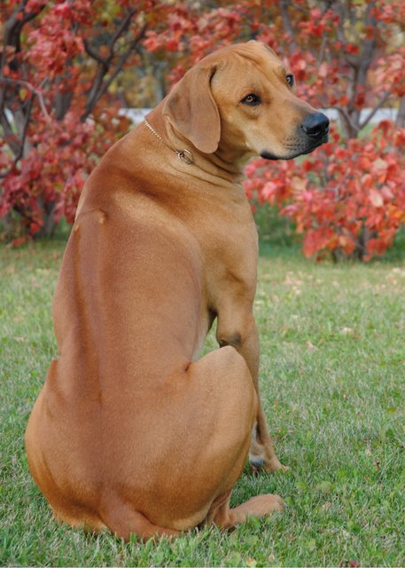 Jahina Rhodesian Ridgebacks