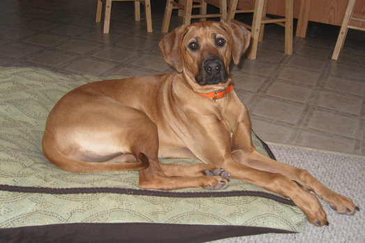 Jahina Rhodesian Ridgebacks