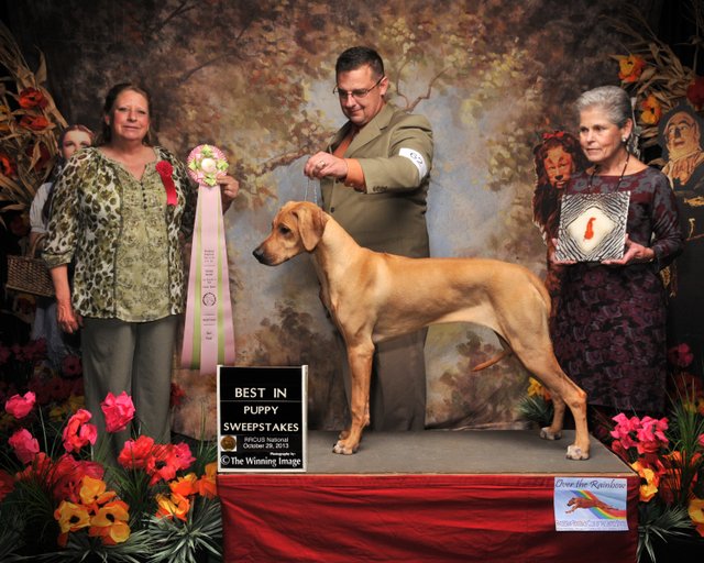 Jahina Rhodesian Ridgebacks - What's New